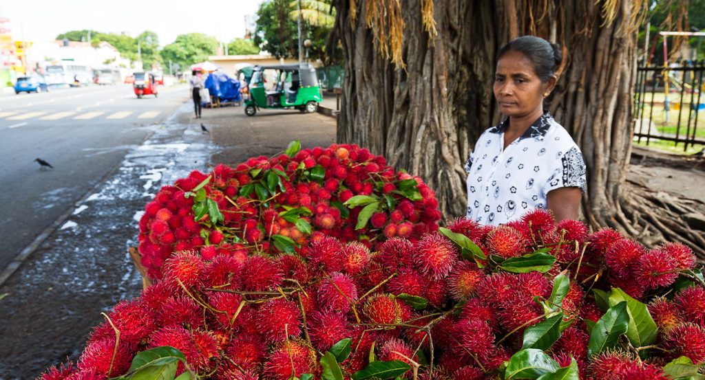 Rambutan – Jewel of The Jungle – Taprobane